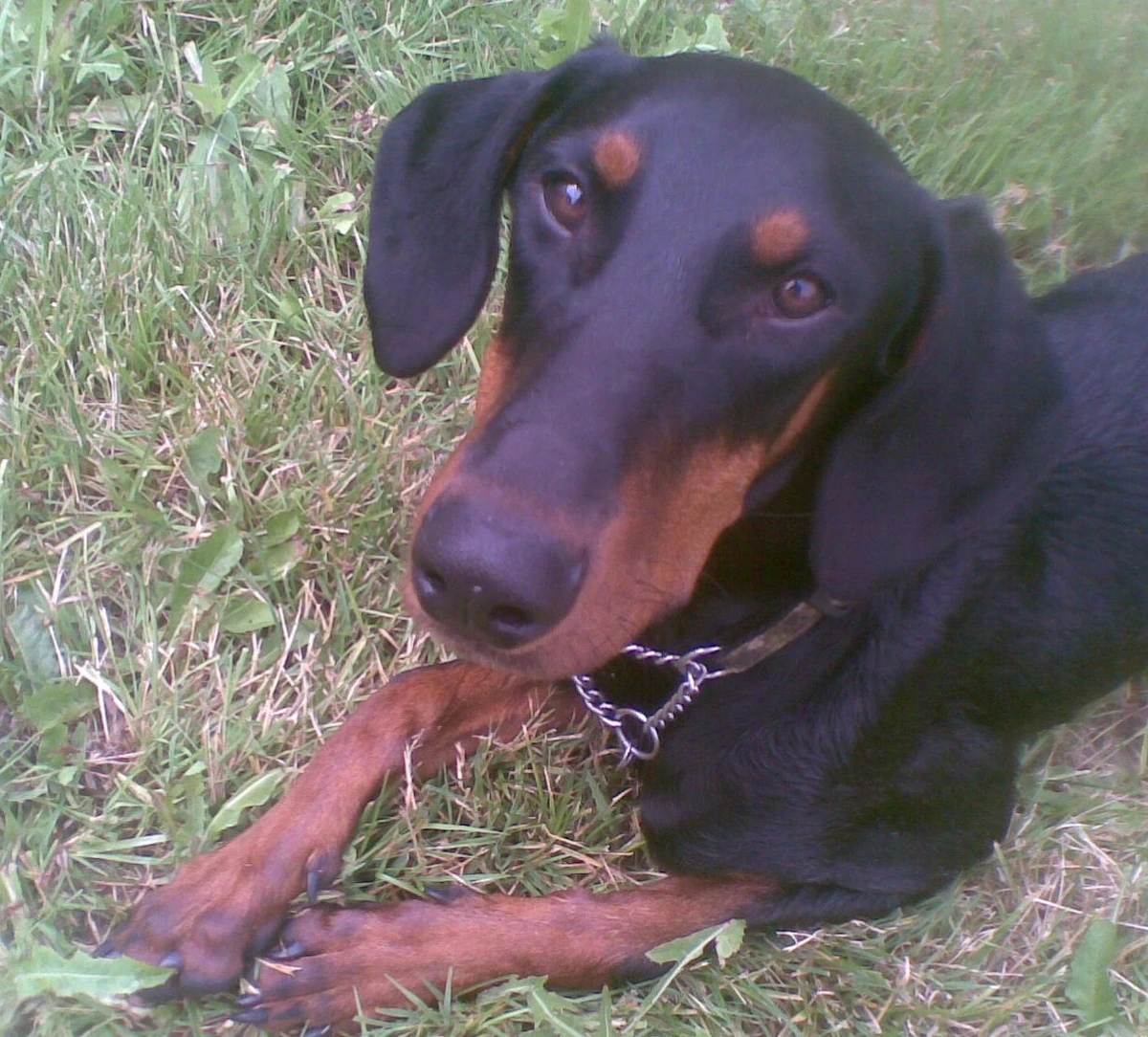 Quint | The New Disney and Pixar Wiki | Fandom