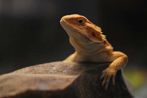 Lizardos | The new super mario Wiki | Fandom