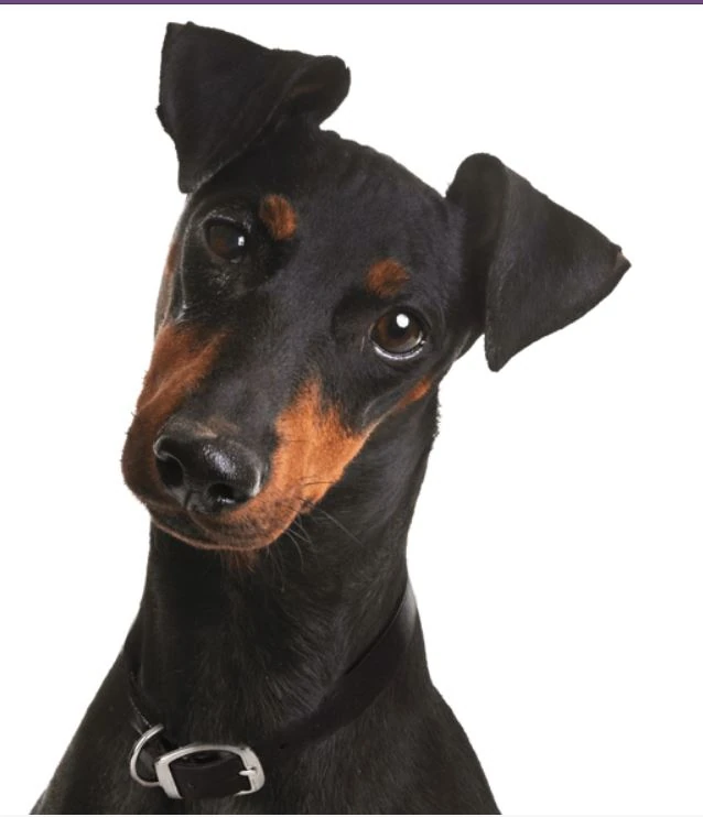 Ranara system | Thenexuandthewolf Wiki | Fandom