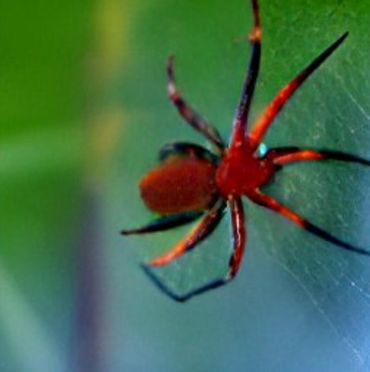 Blood spiders | The-nightmare-rooms Wiki | Fandom