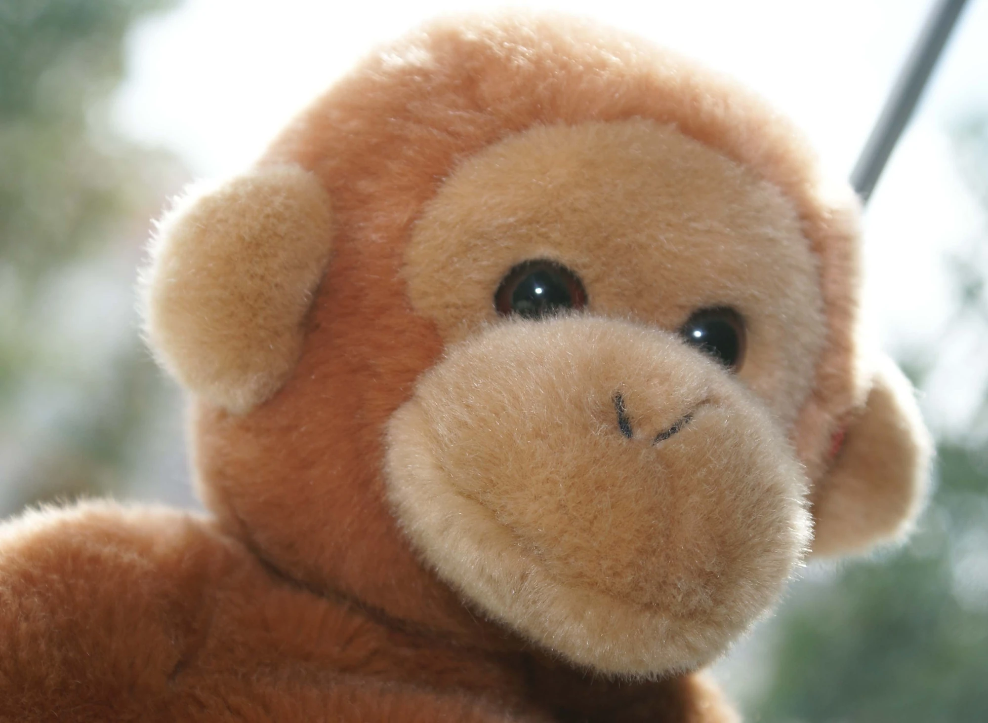 Bongo Towowel | Nunypedia | Fandom