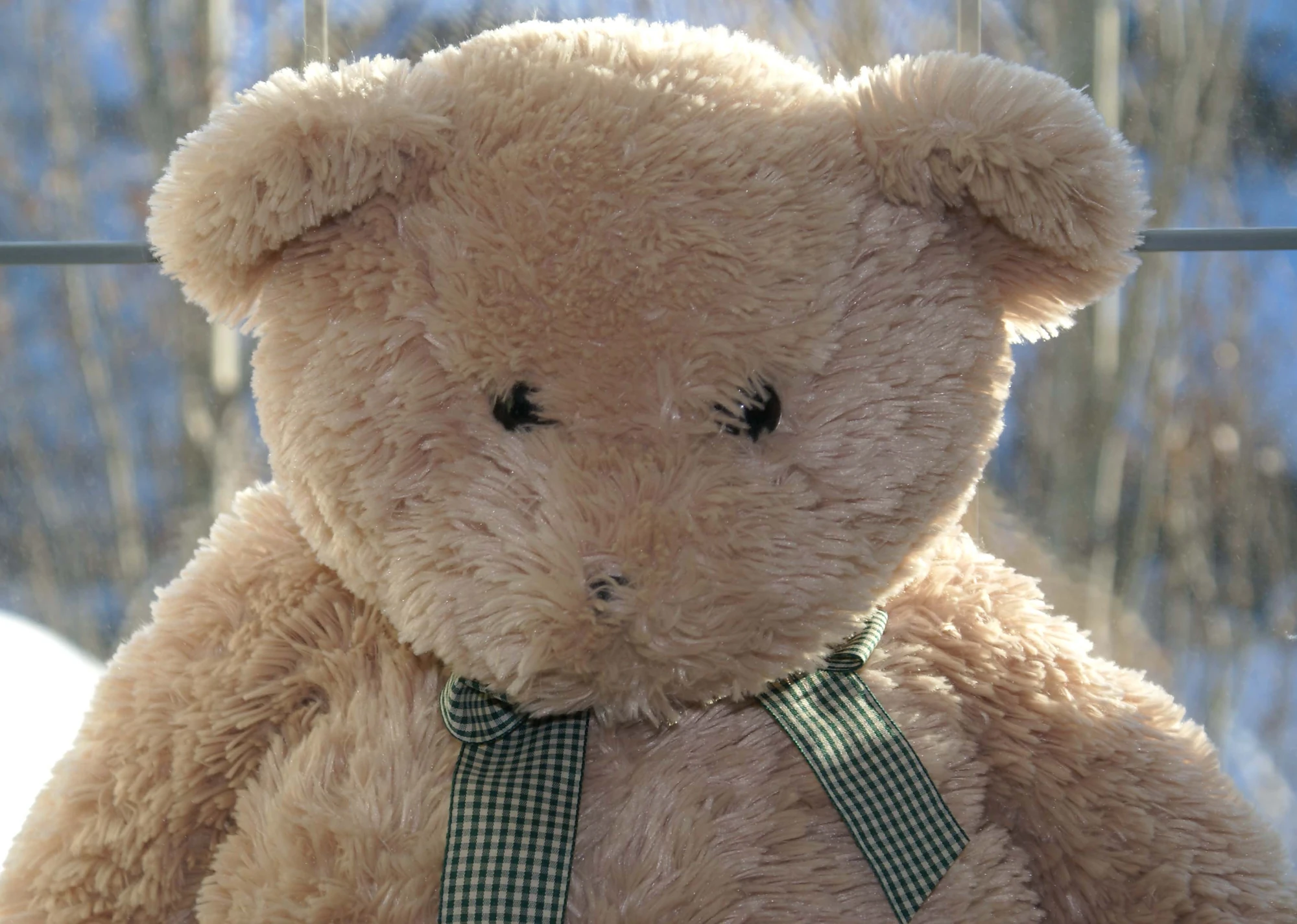 Taddy Daddy | Nunypedia | Fandom