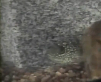 Fanilla | Theodore Tugboat Wiki | Fandom