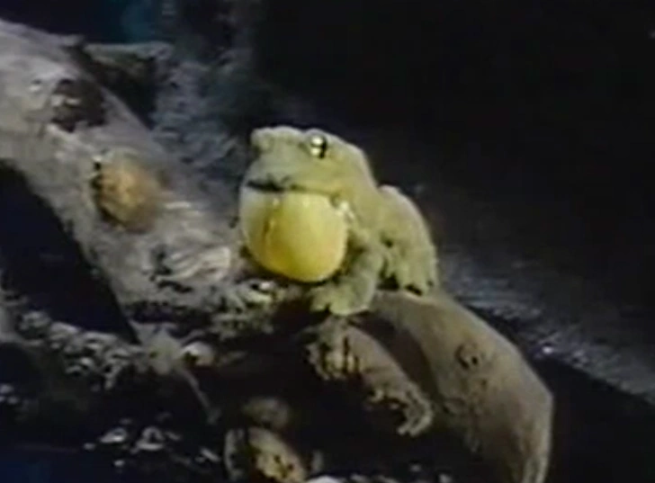 Bullfrog | Theodore Tugboat Wiki | Fandom