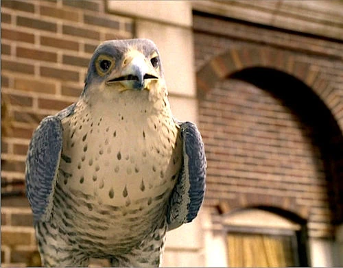 Falcon | TheoryReader Wikia | Fandom