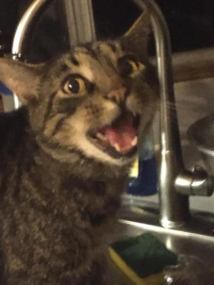 Todd | The Pets Wikia | Fandom