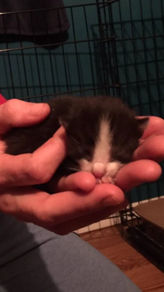 Zach Lavine | The Pets Wikia | Fandom