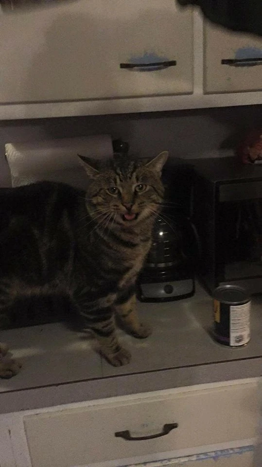 Ozzy | The Pets Wikia | Fandom