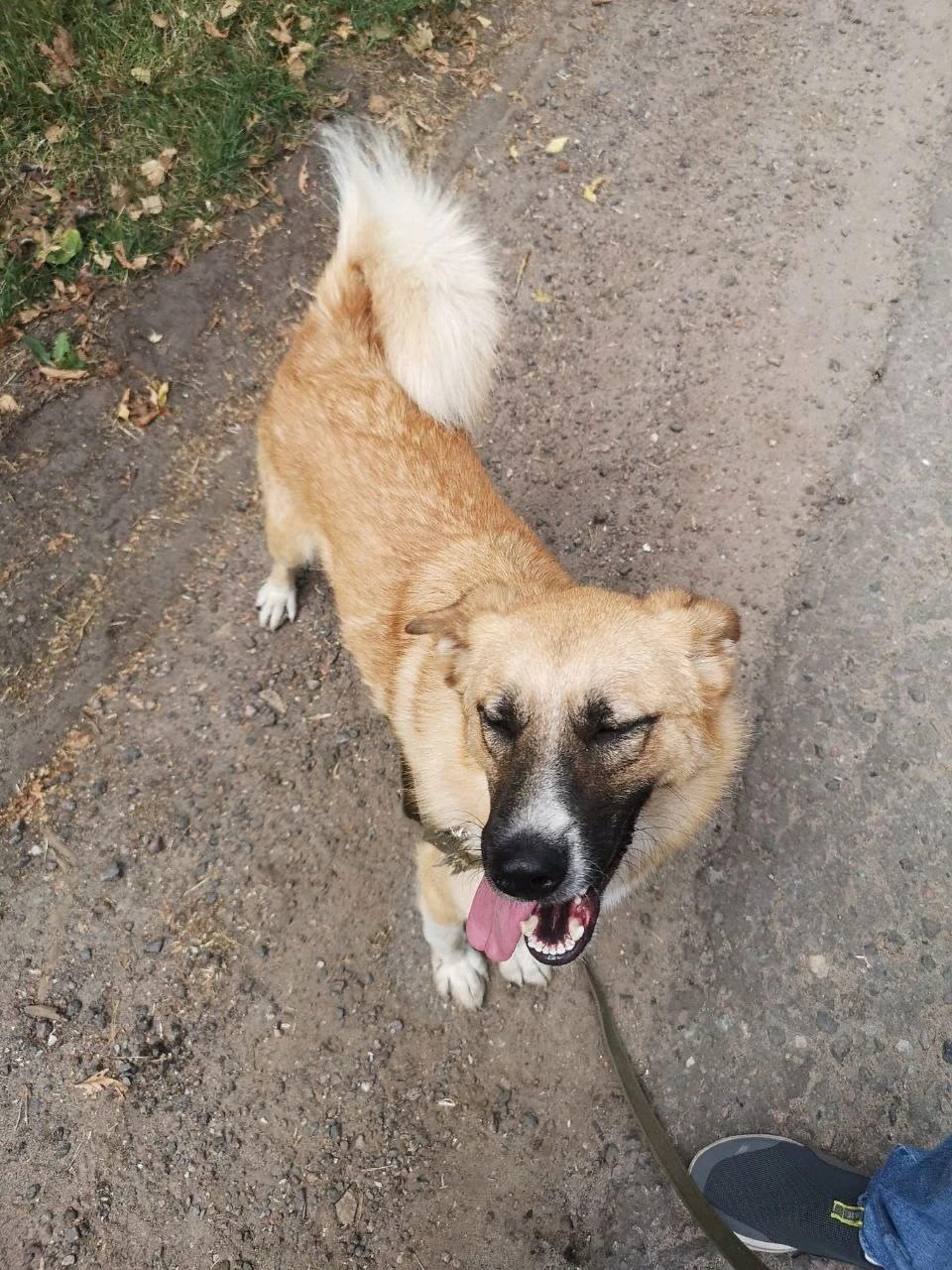 Rusty (pet) | Thepiratefox827 Wiki | Fandom