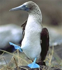 'A | The Plover Wiki | Fandom