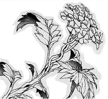 Fiore Vidar | The Promised Neverland Wiki | Fandom