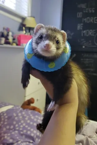 Ferret | The Pizzeria Roleplay: Remastered Freewriting Wiki | Fandom