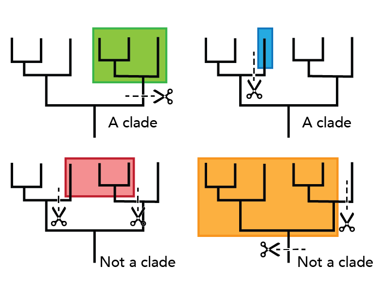 Cladotherianthropy | Therianthropy | Fandom