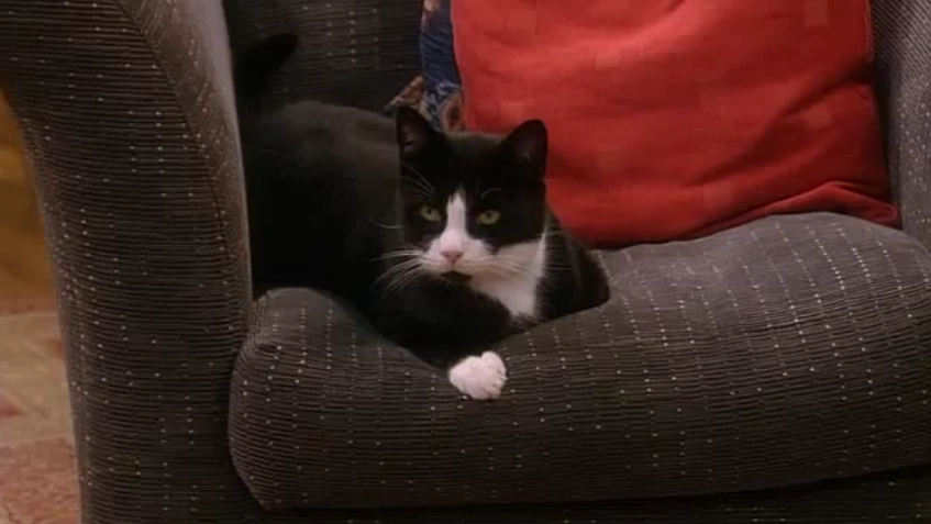 Cat | My Hero Wiki | Fandom