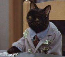 Witch Familiar | Thesabrinatheteenagewitch Wiki | Fandom