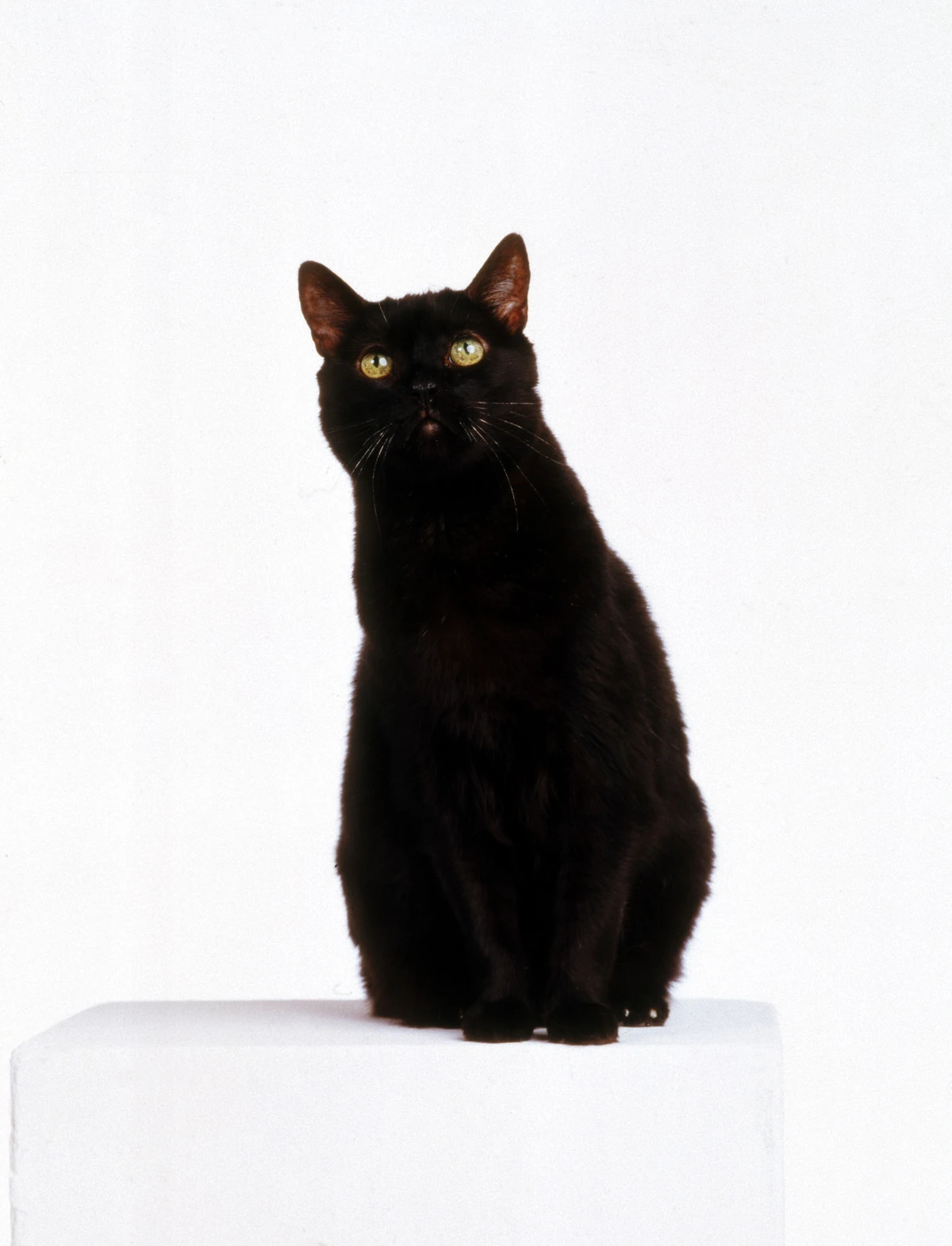 Salem Saberhagen/Gallery | Thesabrinatheteenagewitch Wiki | Fandom