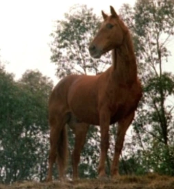 Category:Animated characters | The Silver Brumby Wiki | Fandom