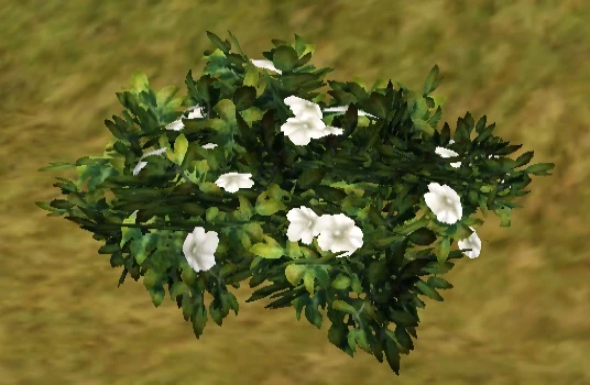 Angelweed | The Sims Medieval Wiki | Fandom