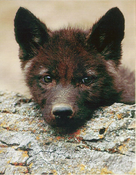 The Perfect Metis | The Sixth Age Wiki | Fandom