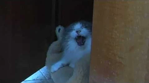 Very Angry Cat Attacks