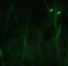 The Rake (Horror Film) | The Slender Man Wiki | Fandom