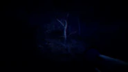 Forest | The Slender Man Wiki | Fandom