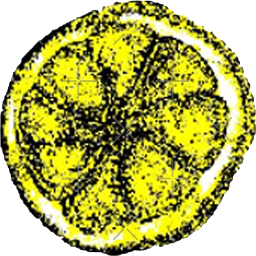 List of Stone Roses band members | The Stone Roses Wiki | Fandom