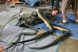 The Thing Original Form Prequel 12inch Dr Sander Creature The Thing