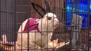 Dr. Colosso/Gallery | The Thundermans Wiki | Fandom