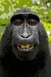 Monkey | The Time of Ninja Wiki | Fandom
