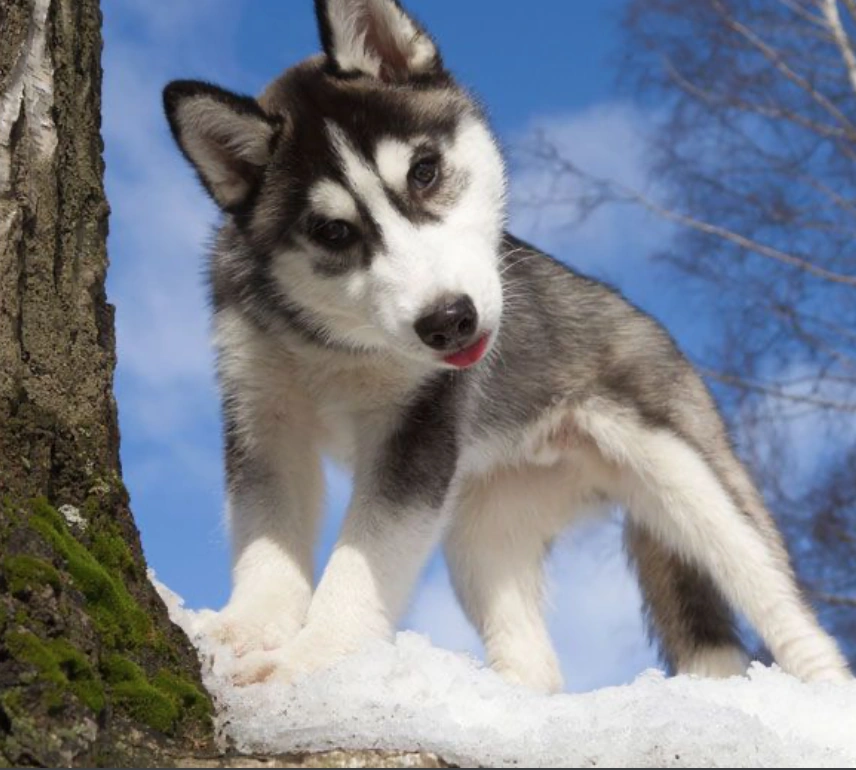 Rick (Husky) | Thetricksterandtheban Wiki | Fandom