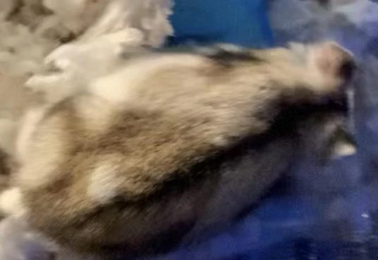 Bocephus | Thetricksterandtheban Wiki | Fandom