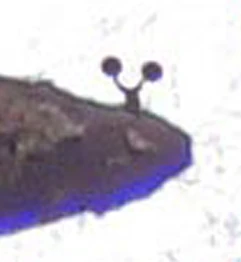 Bulbous Tree Monster | The Troop Wiki | Fandom