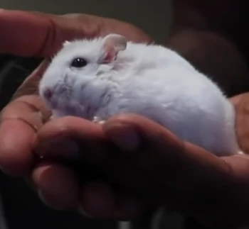 Neo | Sidemen Wiki | Fandom