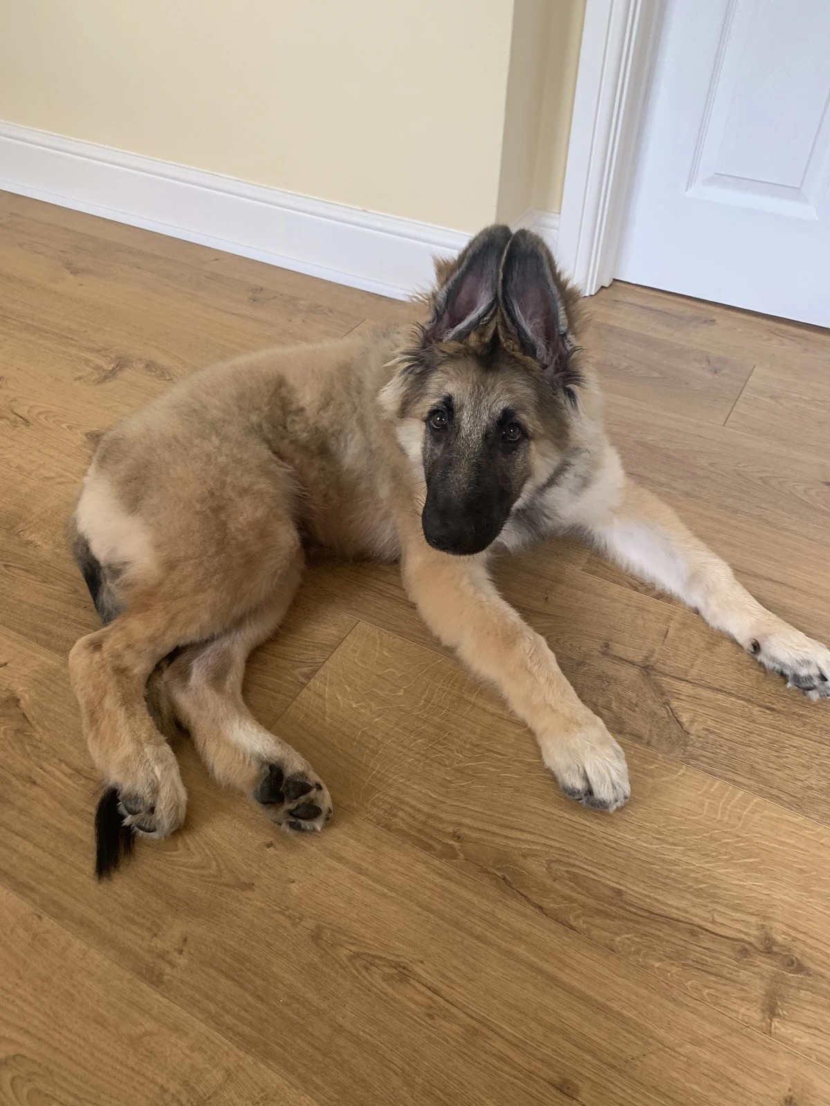 Tank Jr. | Sidemen Wiki | Fandom