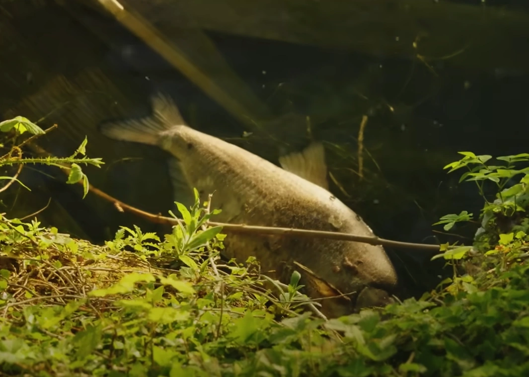 Jamesh | Sidemen Wiki | Fandom