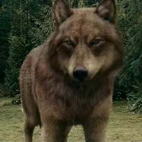 Werewolf | The Vampire Diaries Fanfiction Wiki | Fandom