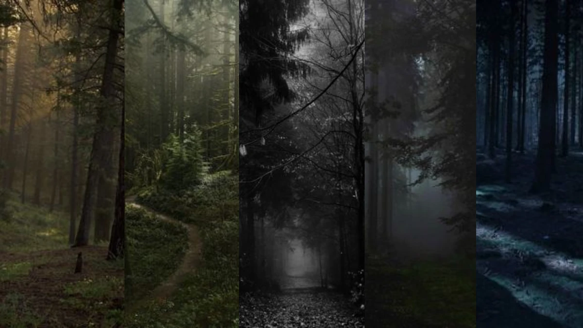 Eldermere Forest | The Vampire Diaries & The Originals Fanon Wiki | Fandom