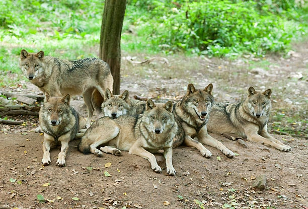 Alvarez Wolf Pack | The Vampire Diaries & The Originals Fanon Wiki | Fandom