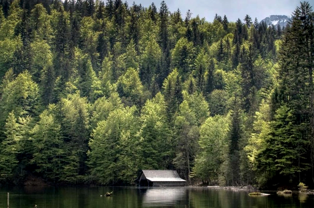 Foresta | The Vampire Diaries & Originals Wiki | Fandom