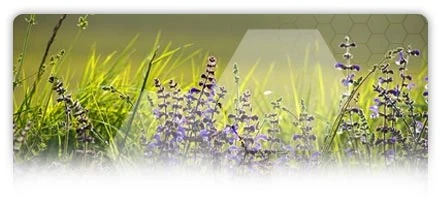 Haze/Mantel Global Industries Website Archive/Ecology | Free Radical ...