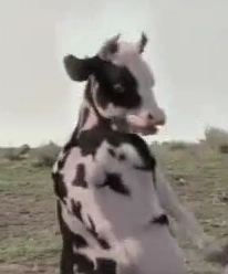 Jeff the Cow (Until Afictionado) | Afictionado Athenaeum Wiki | Fandom