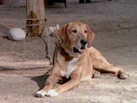 Category:Animals | The Waltons Wiki | Fandom