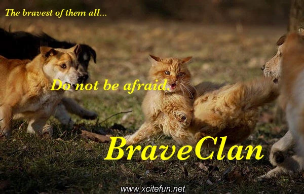 BraveClan | Warrior Cats Roleplay Wiki | Fandom