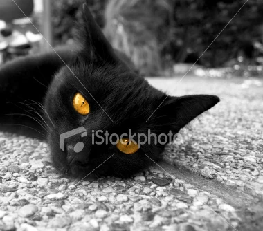 Shadow | Warrior Cats Roleplay Wiki | Fandom