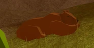 Bear | The Wild West Wiki | Fandom