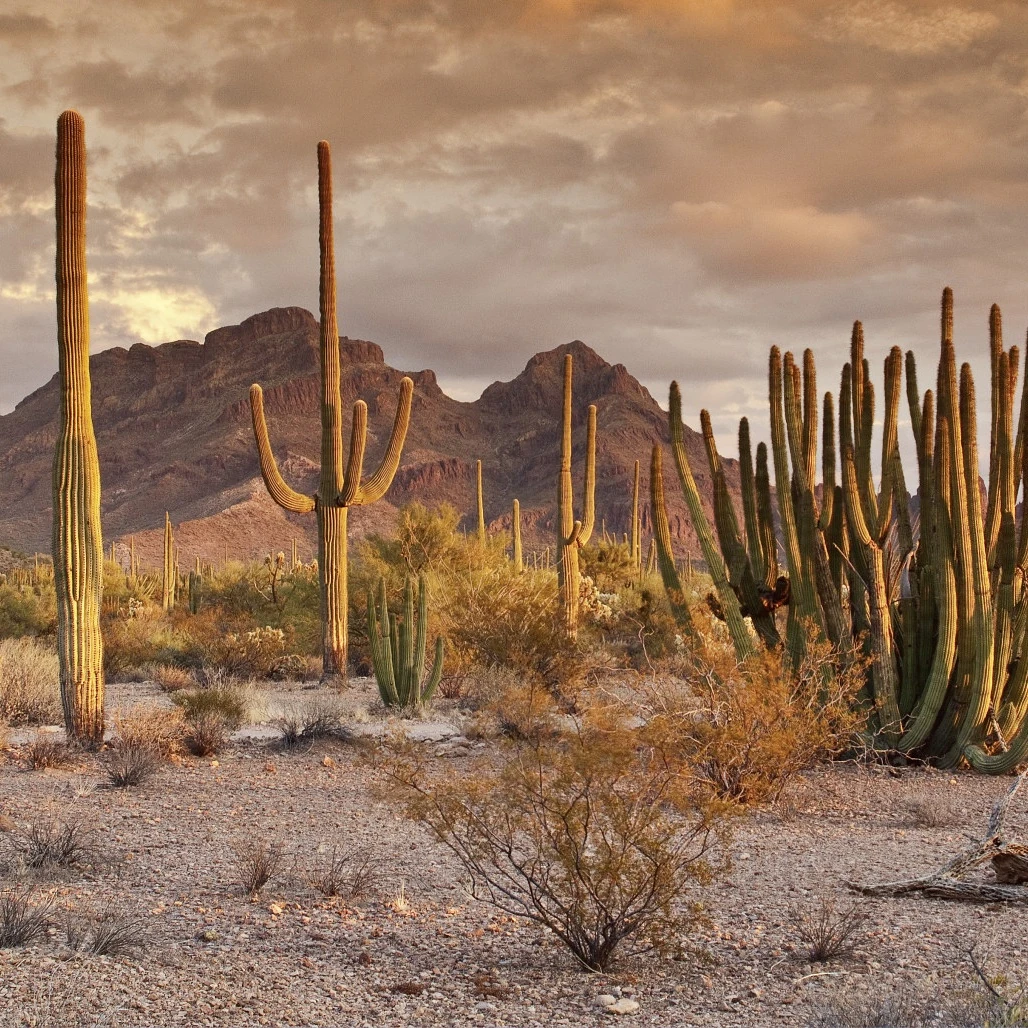 Texas | Wild West Wiki | Fandom