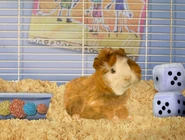 Save the Rat Pack! | Wonder Pets! Wiki | Fandom