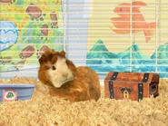 Save the Pirate Parrot! | Wonder Pets! Wiki | Fandom