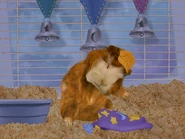 Save the Bat! | Wonder Pets! Wiki | Fandom
